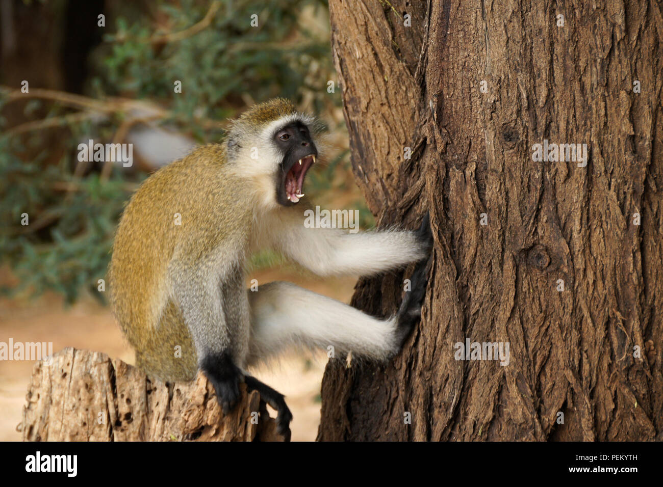Black-faced vervet monkey yawning while sitting on tree stump, Samburu ...