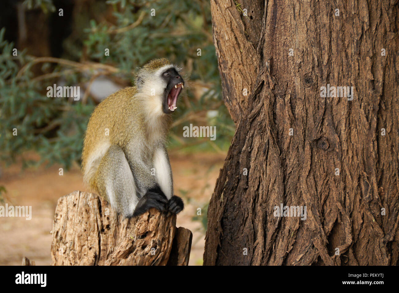 Monkey yawning hi-res stock photography and images - Alamy