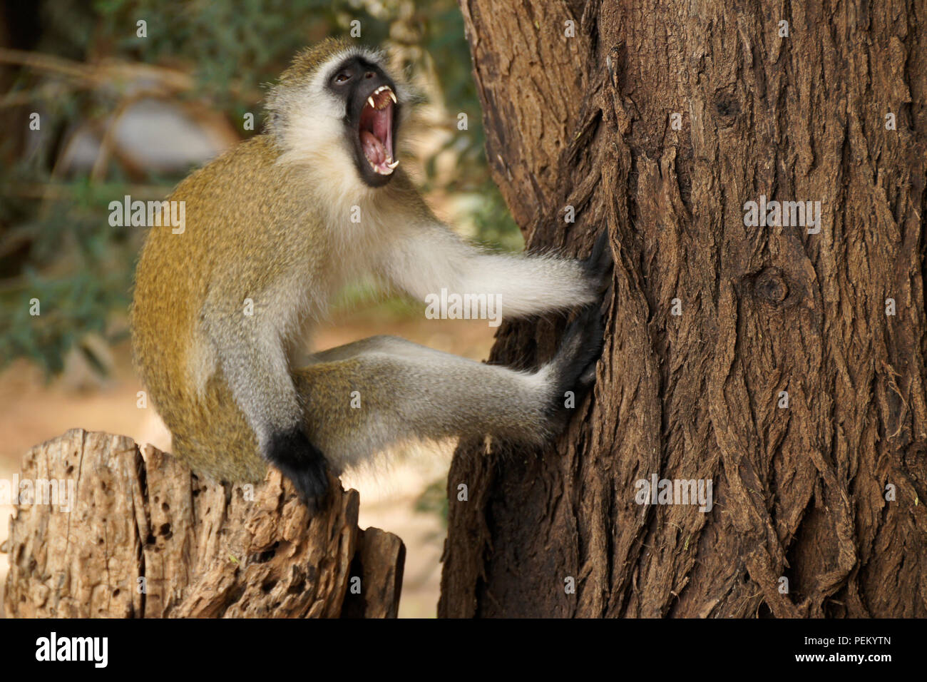 Black Faced Vervet Monkey High Resolution Stock Photography and Images ...