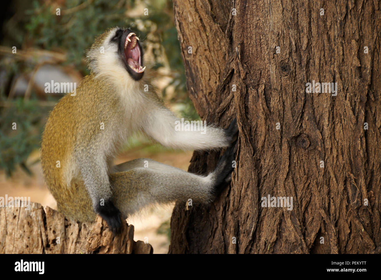 Black-faced vervet monkey yawning while sitting on tree stump, Samburu ...
