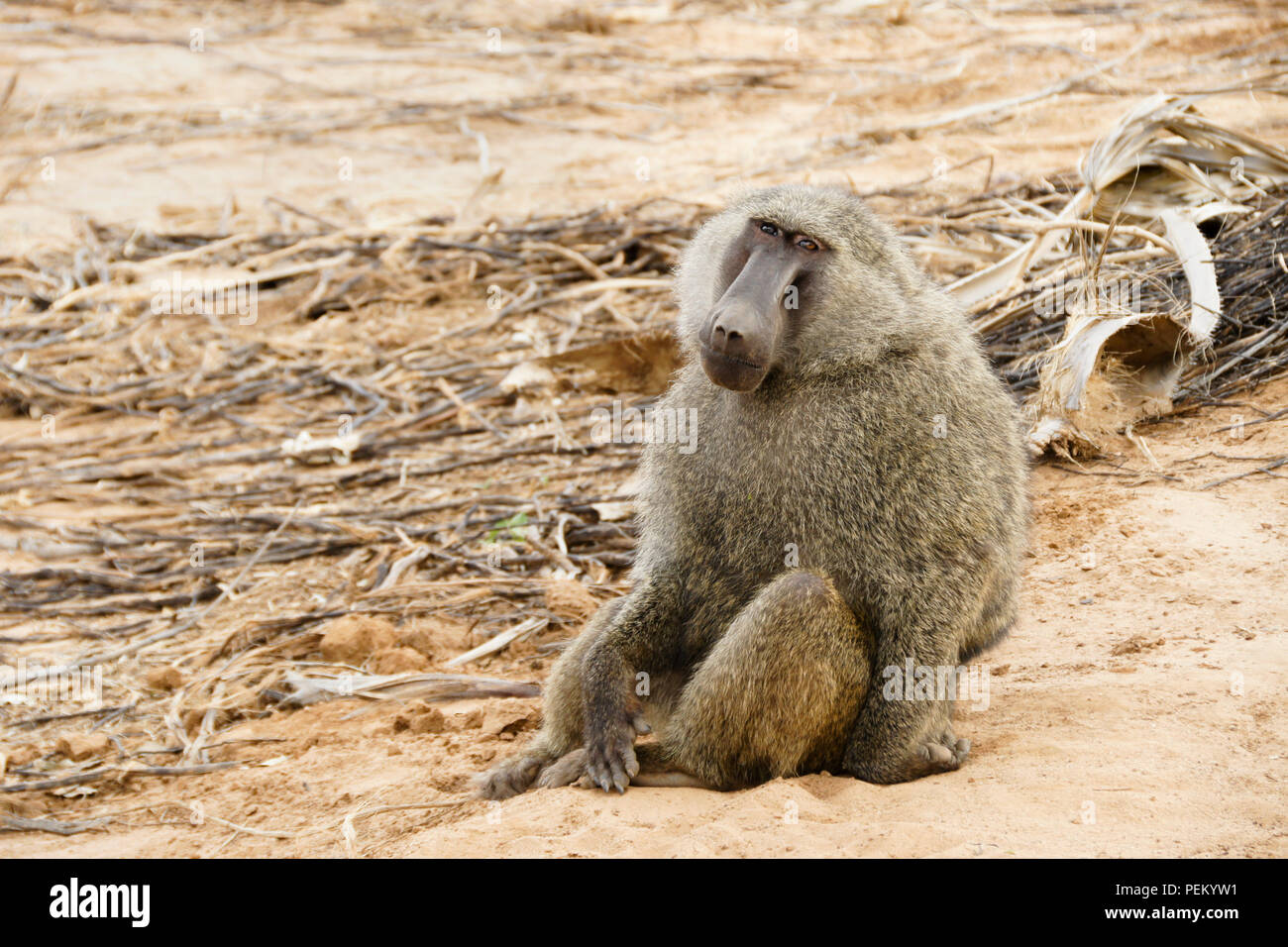 Olive Baboon Male