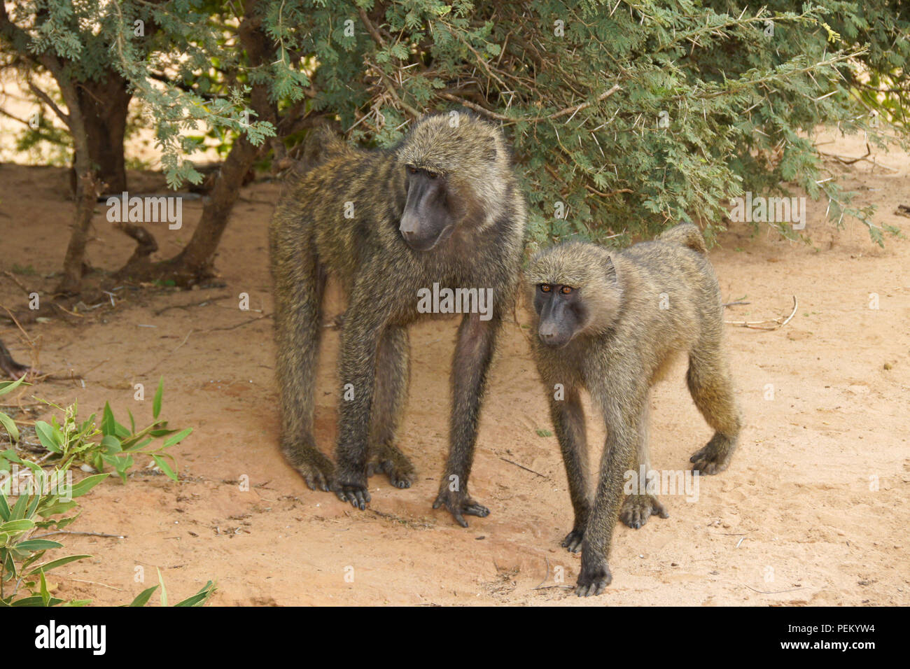 Olive (Anubis, savanna) baboons, Samburu Game Reserve, Kenya Stock ...