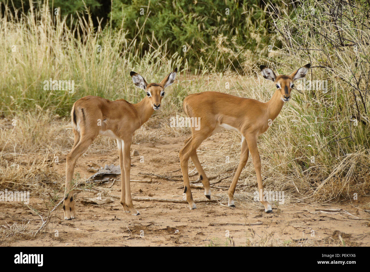 Impala babies hi-res stock photography and images - Alamy