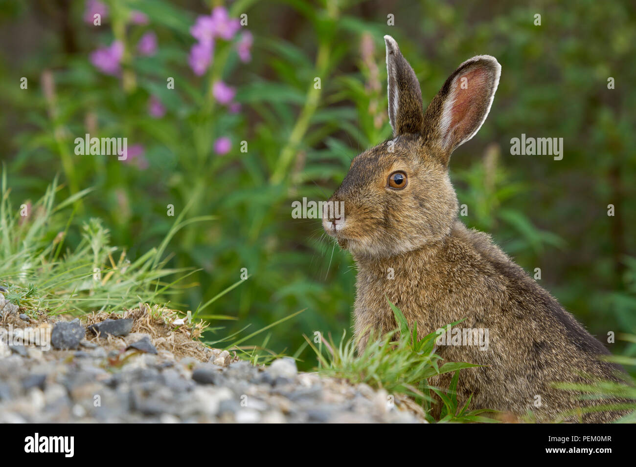 Snowshoe Hare (Lepus americanus), Denali National Park Alaska Stock ...