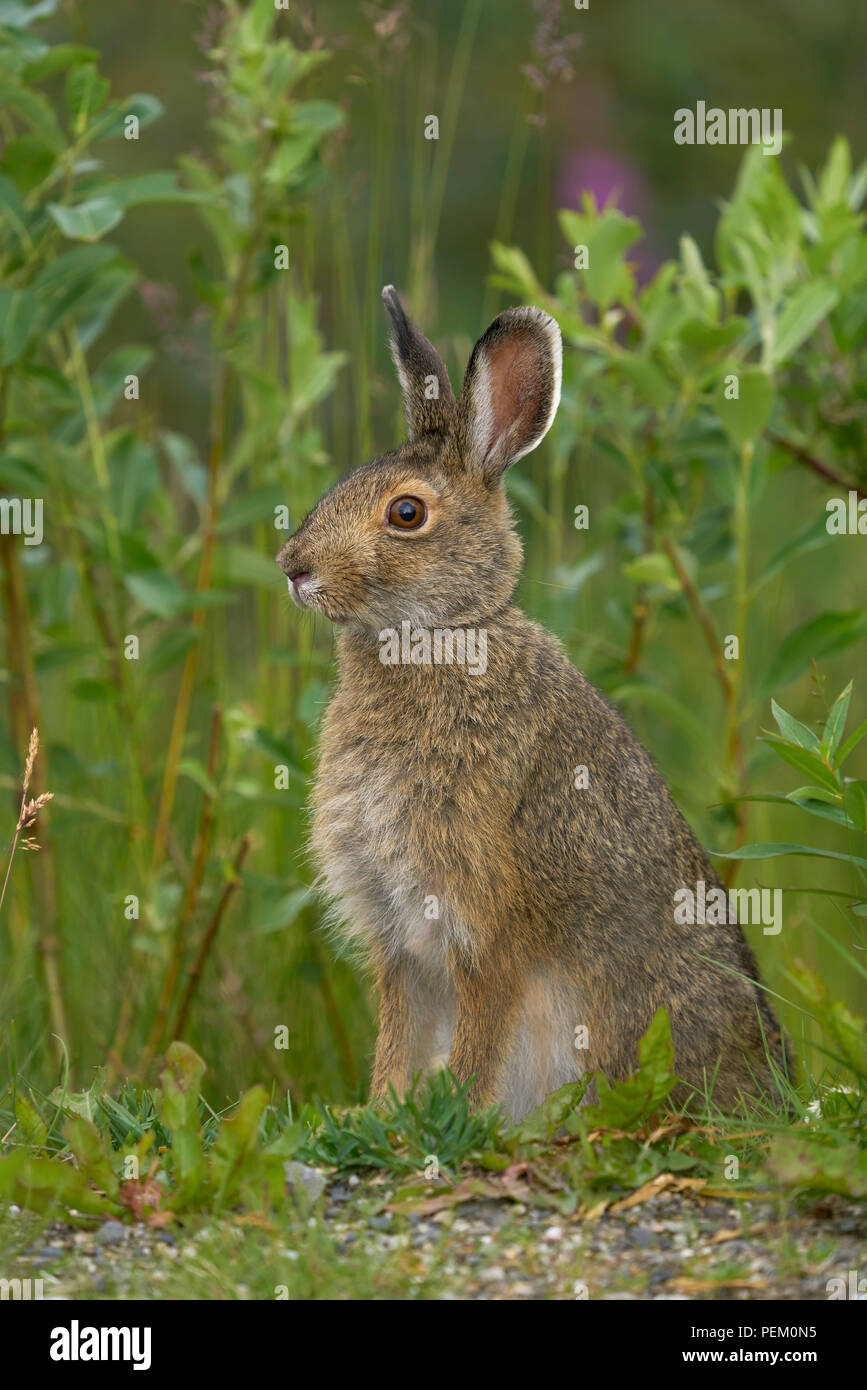 Snowshoe Hare (Lepus americanus), Denali National Park Alaska USA Stock ...