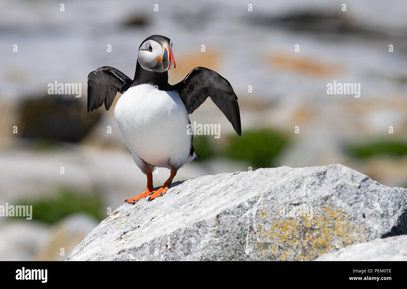 Puffins rock hi-res stock photography and images - Alamy