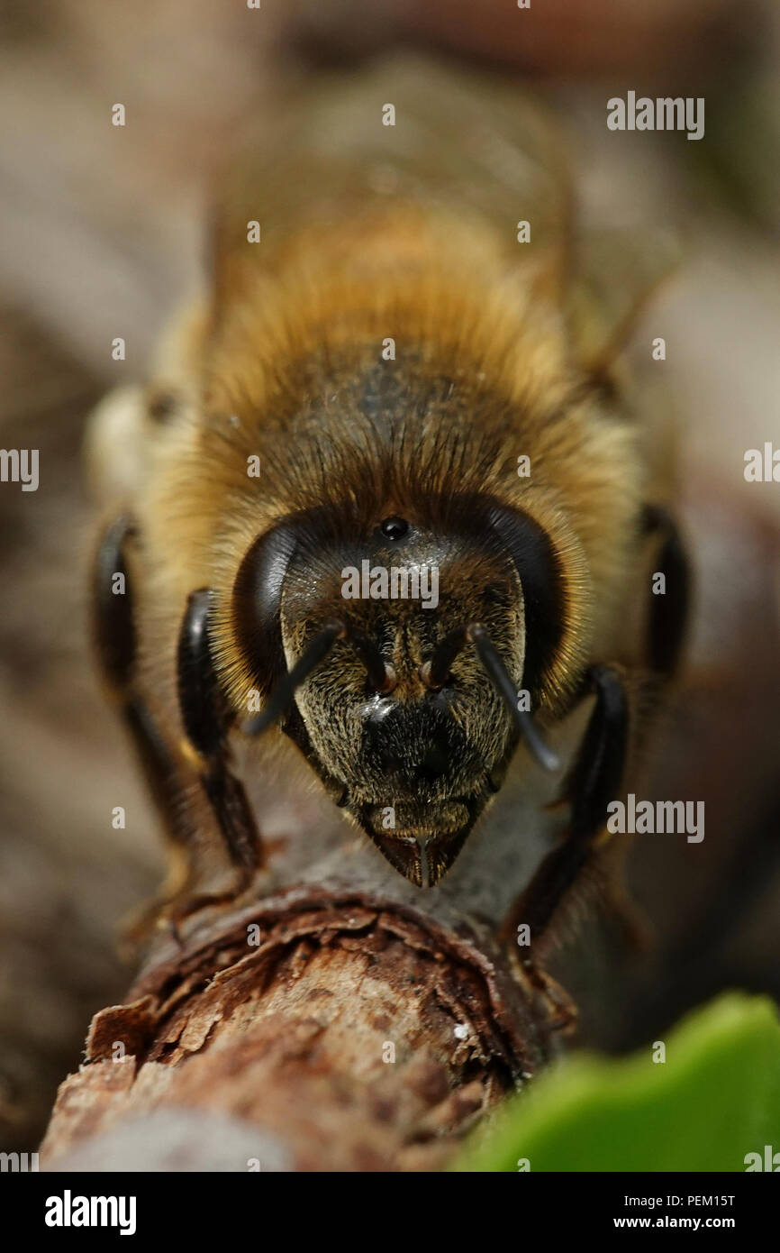 Macro photo of the European honey bee in its natural habitat in Denmark ...