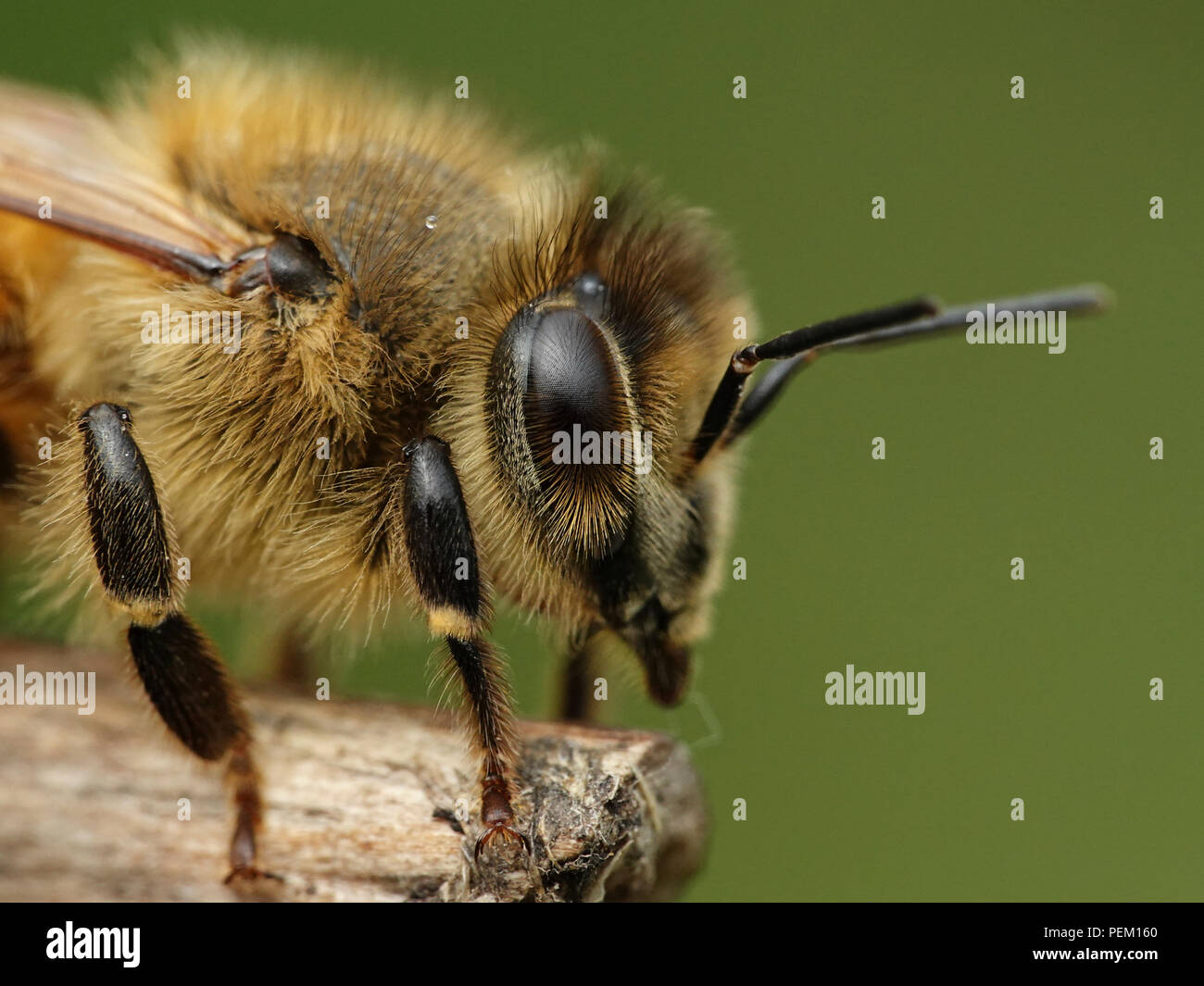 Macro photo of the European honey bee in its natural habitat in Denmark ...
