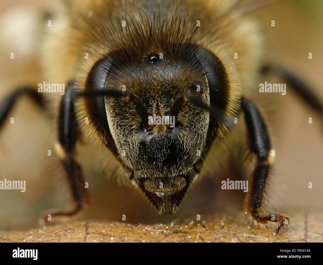 Macro photo of the European honey bee in its natural habitat in Denmark ...