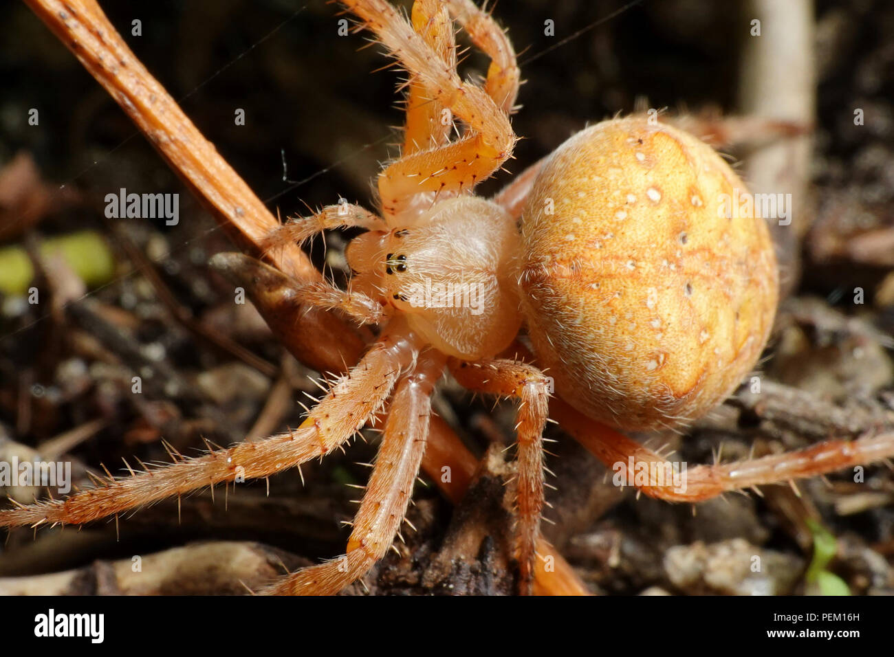 Macro photo of a orange Cross spider (Araneus diadematus Stock Photo ...