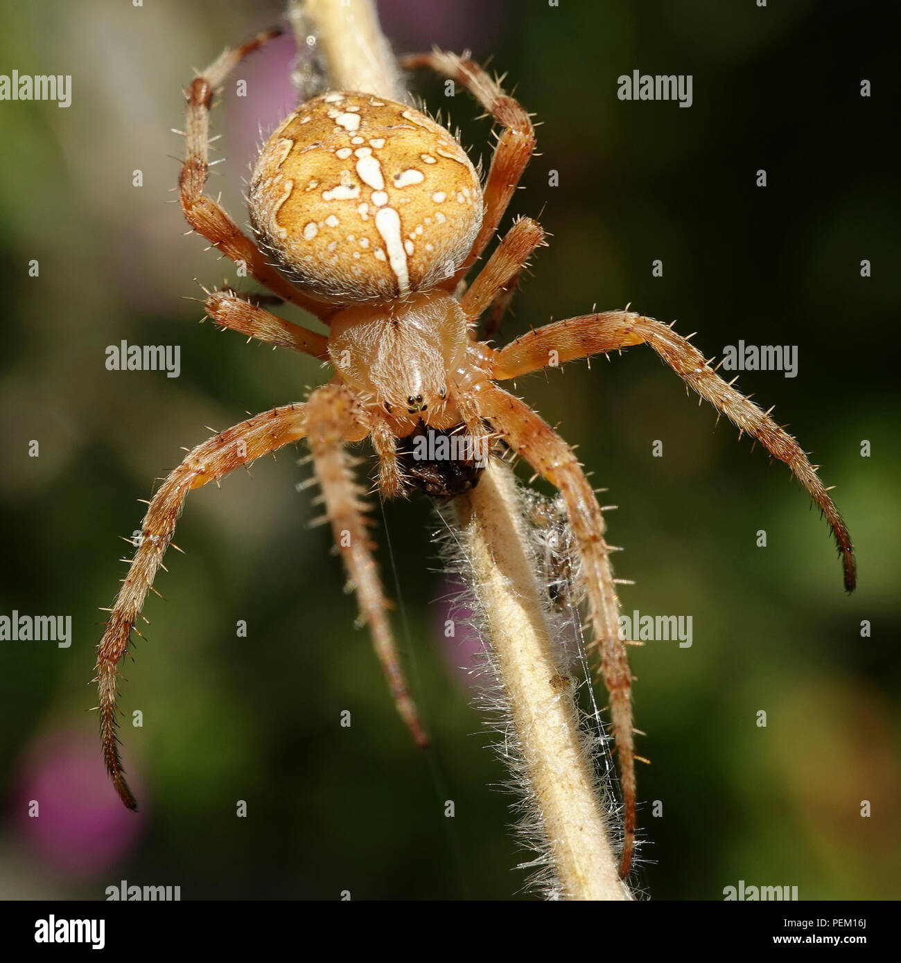 Macro photo of a orange Cross spider (Araneus diadematus Stock Photo ...