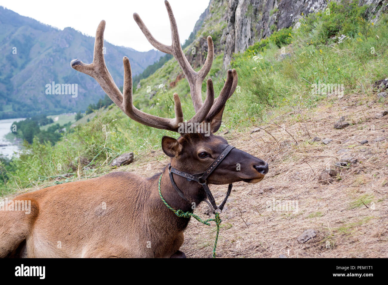 Deer maral with big horns lies on a mountain tied with a bridle in the ...