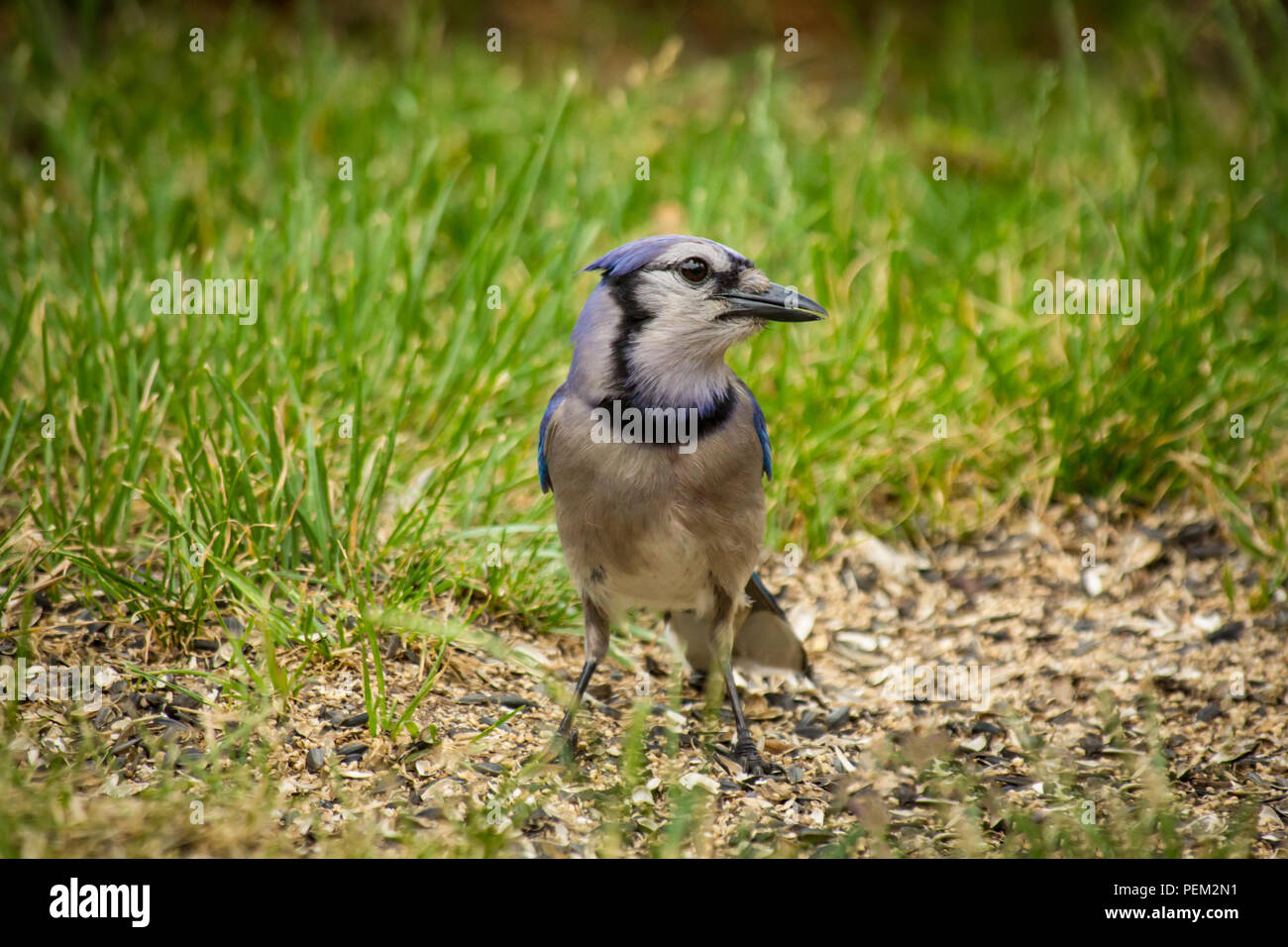 North American Blue Jay enjoying a nice summer day Stock Photo - Alamy