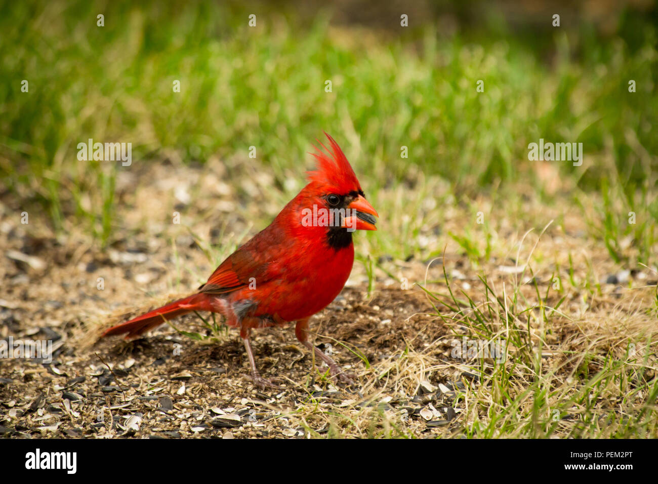 Northern red male cardinal eating a sunflower seed in the yard Stock ...