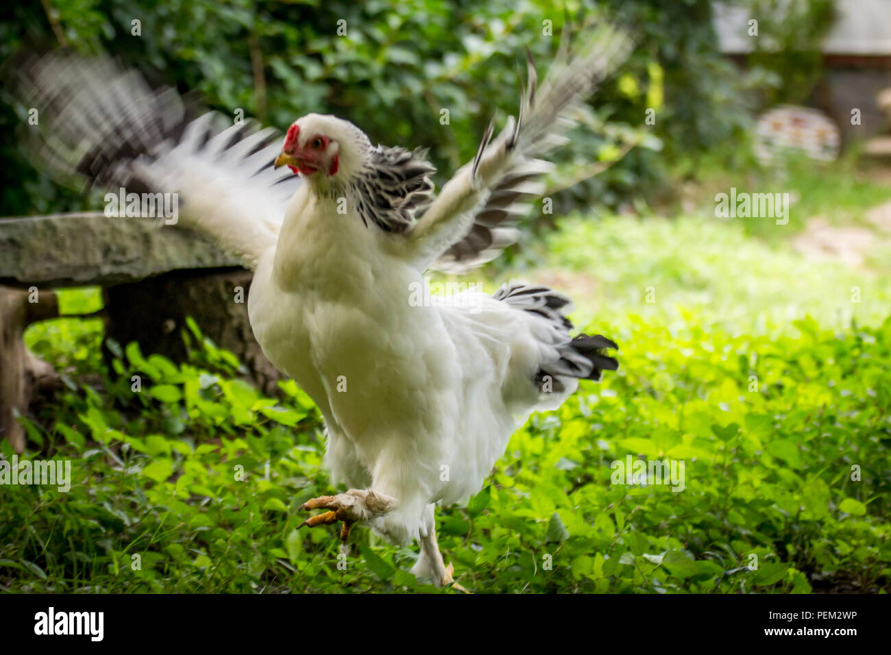 Large adult light Brahma chicken farm hen flapping wings Stock Photo ...