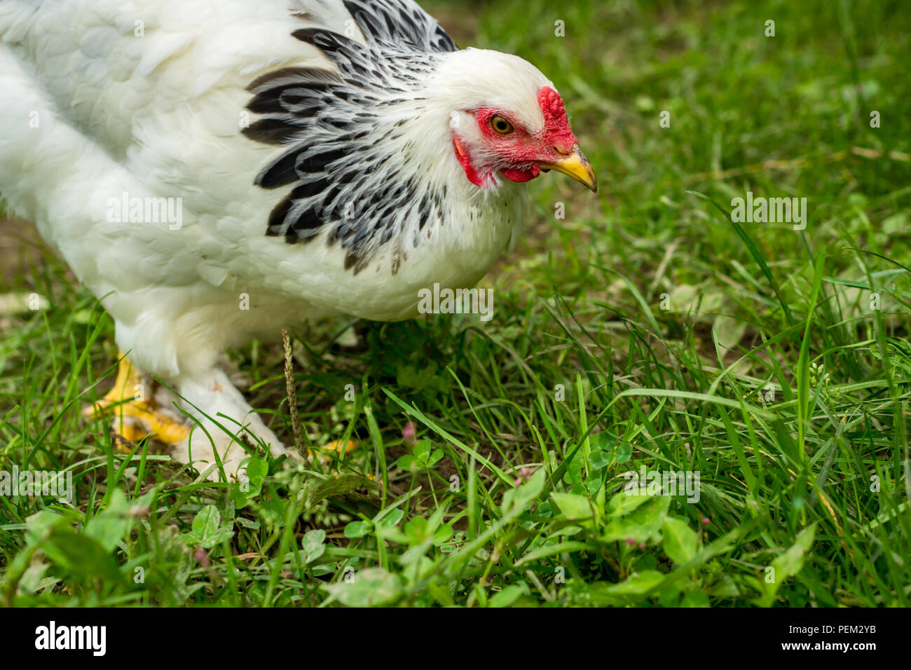 Large adult light Brahma chicken farm hen portrait Stock Photo - Alamy
