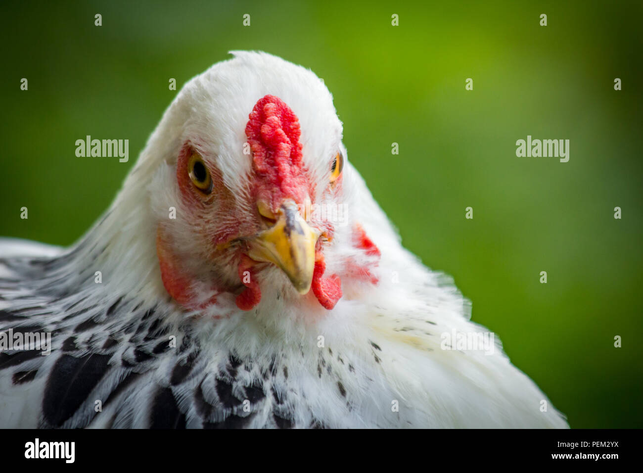Large adult light Brahma chicken farm hen portrait Stock Photo - Alamy