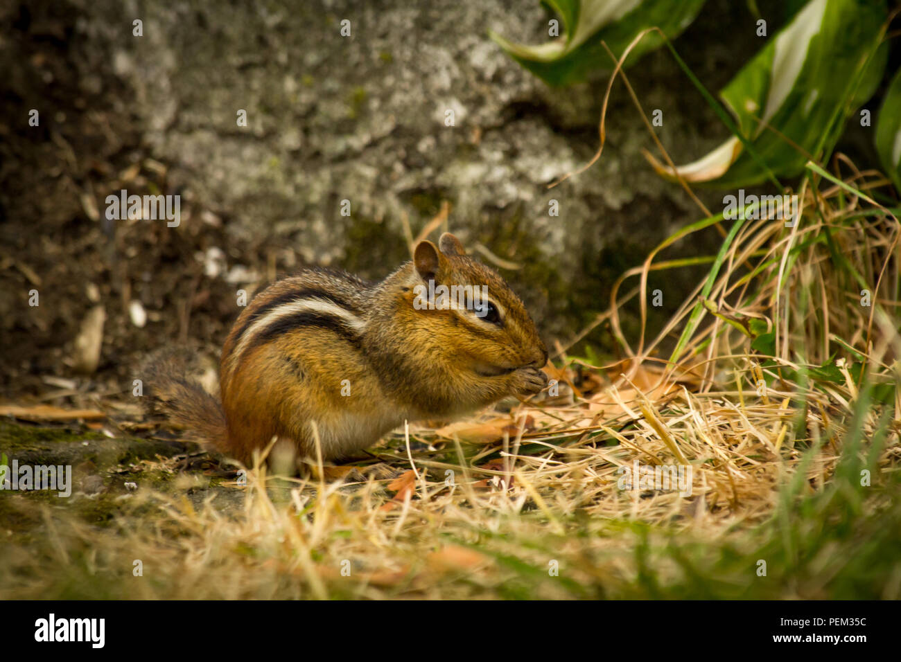 American chipmunk in summer hi-res stock photography and images - Alamy