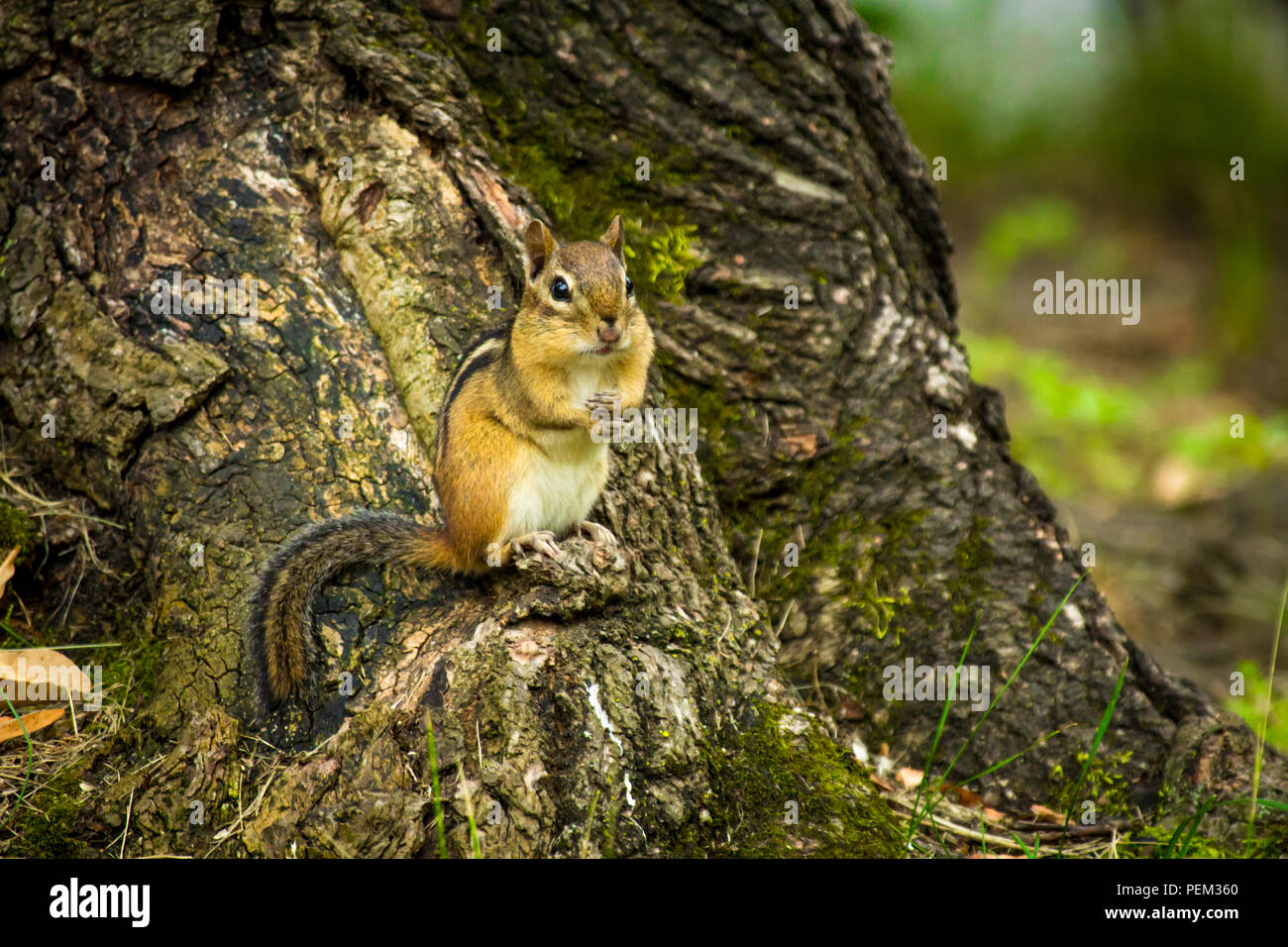 North American chipmunk exploring the yard early spring Stock Photo - Alamy