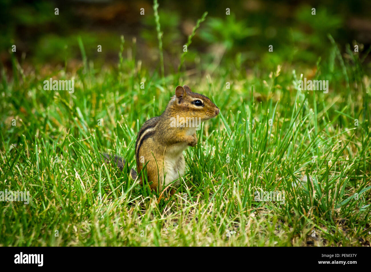 North American chipmunk exploring the yard early spring Stock Photo - Alamy