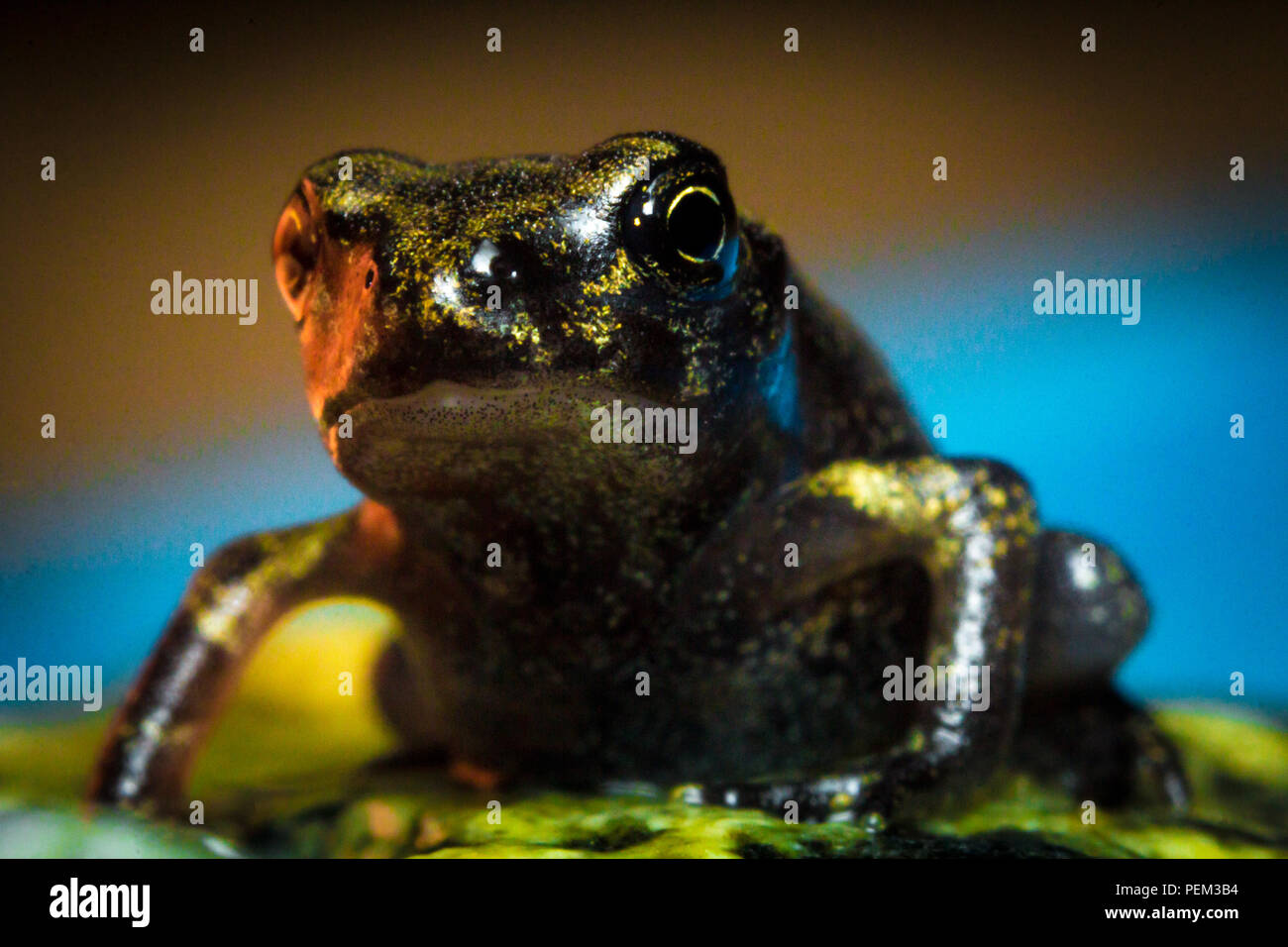 Smallest Frog High Resolution Stock Photography and Images - Alamy