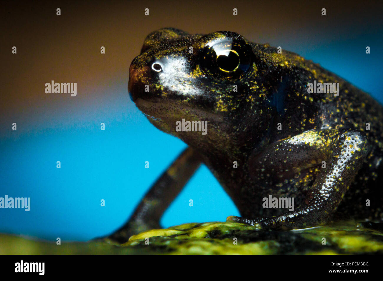 Smallest Frog High Resolution Stock Photography and Images - Alamy