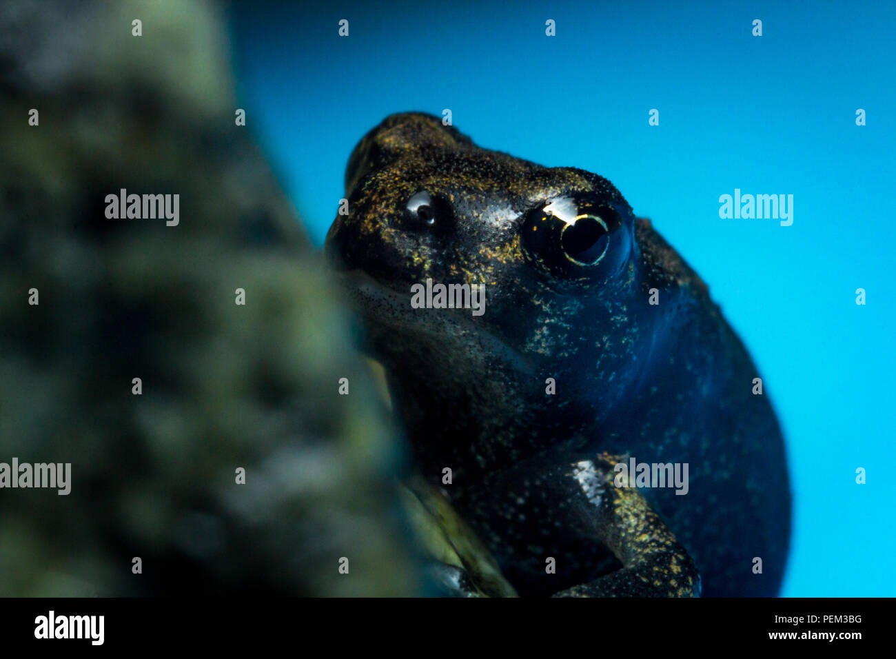 Smallest Frog High Resolution Stock Photography and Images - Alamy