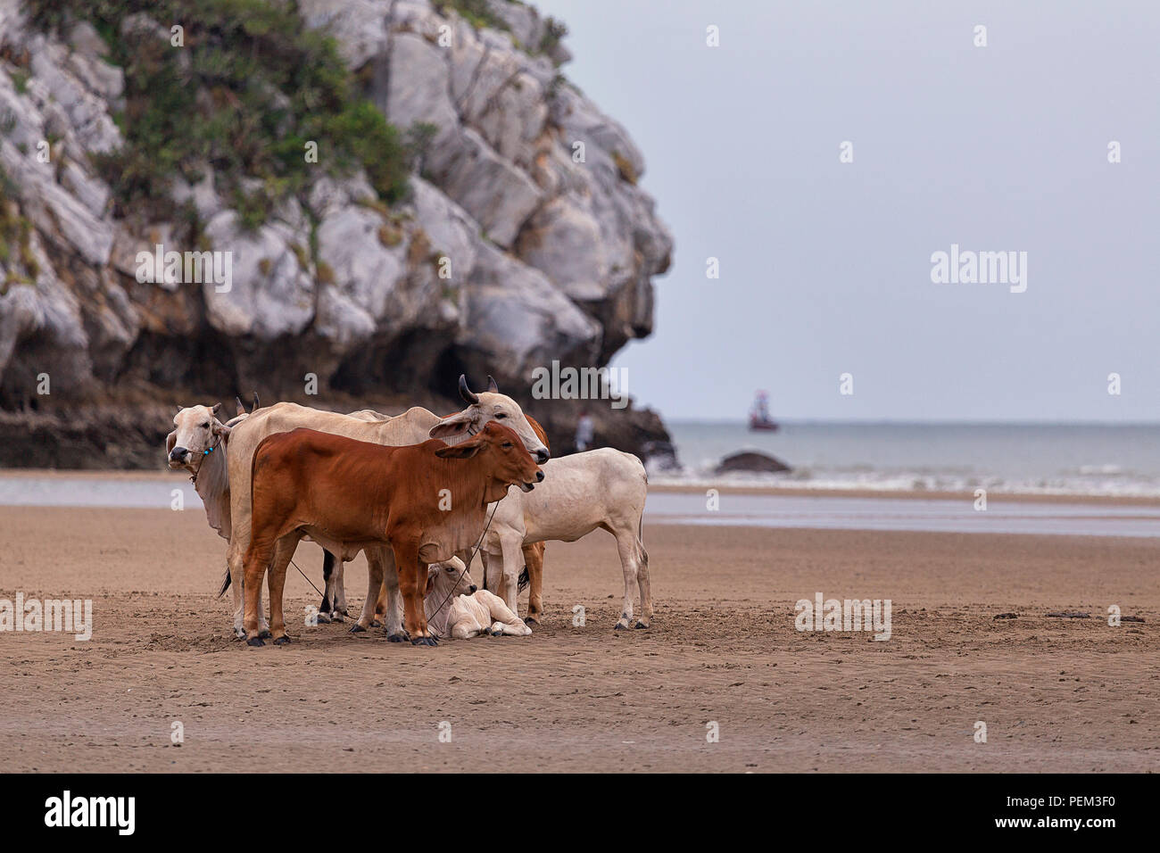 Cattle on a beach hi-res stock photography and images - Alamy