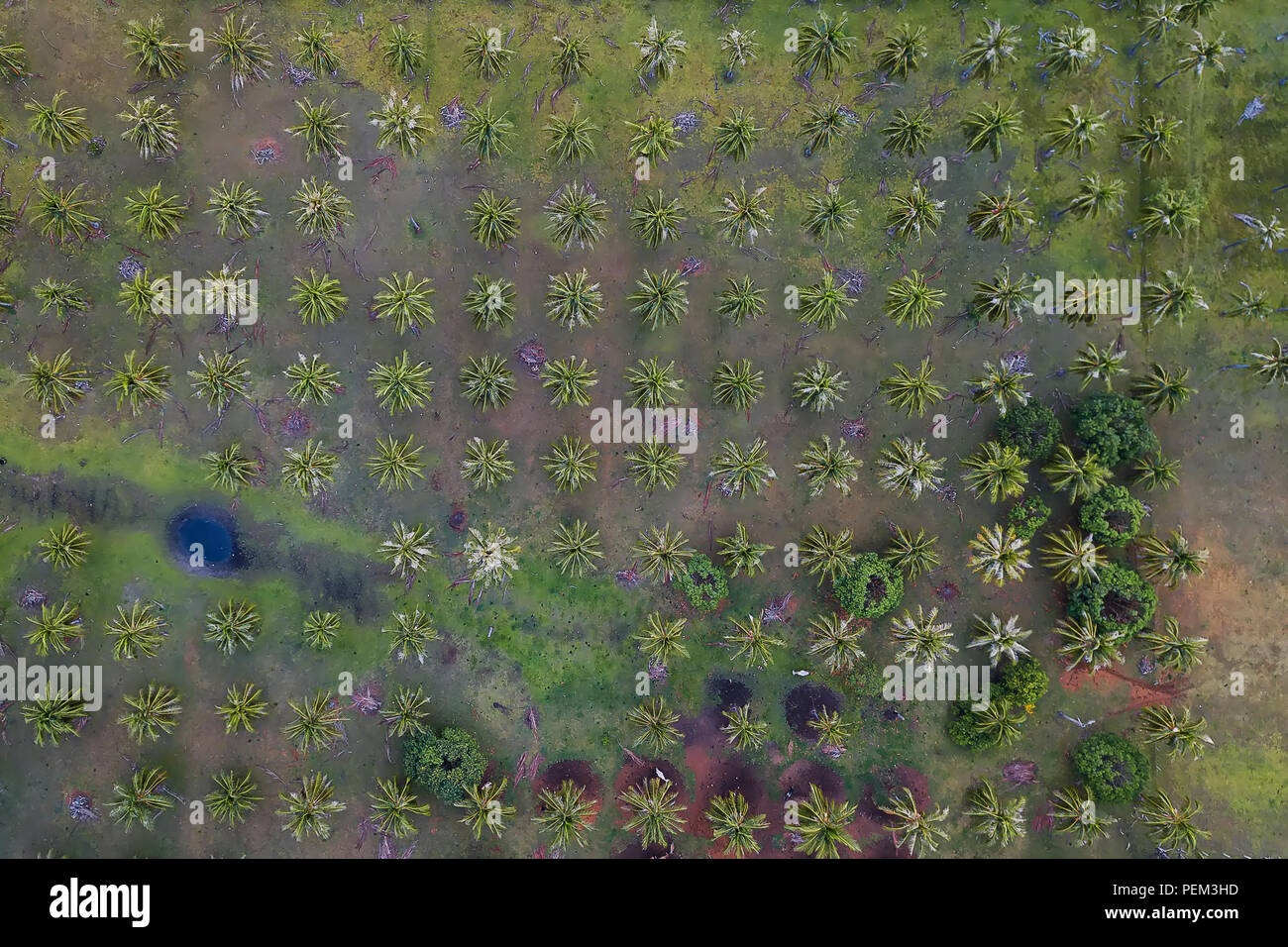 A coconut farm in southern Thailand Stock Photo - Alamy