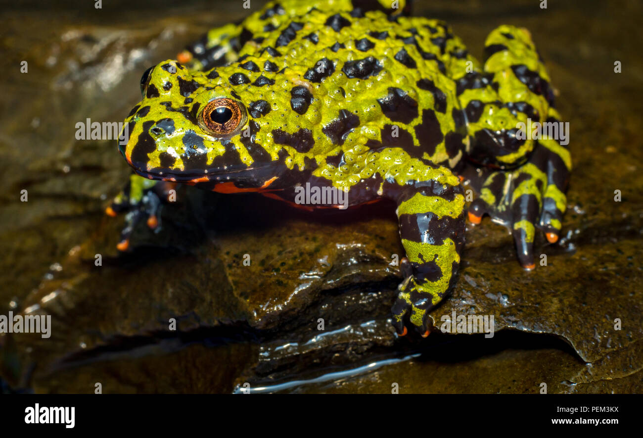 Colorful orange and green oriental fire belly toad in closeup macro ...