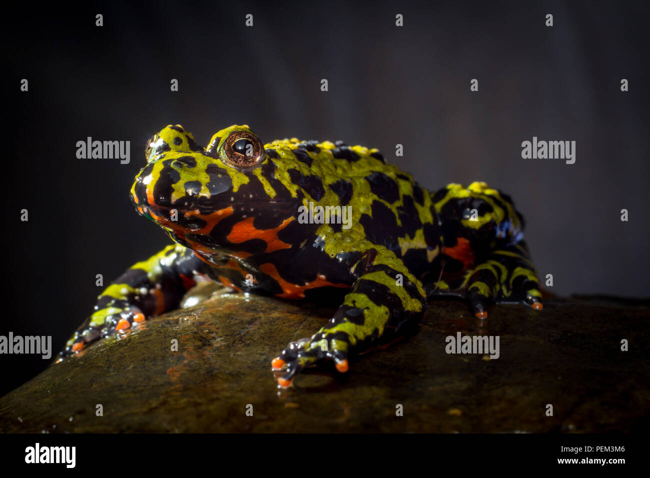 Colorful orange and green oriental fire belly toad in closeup macro ...