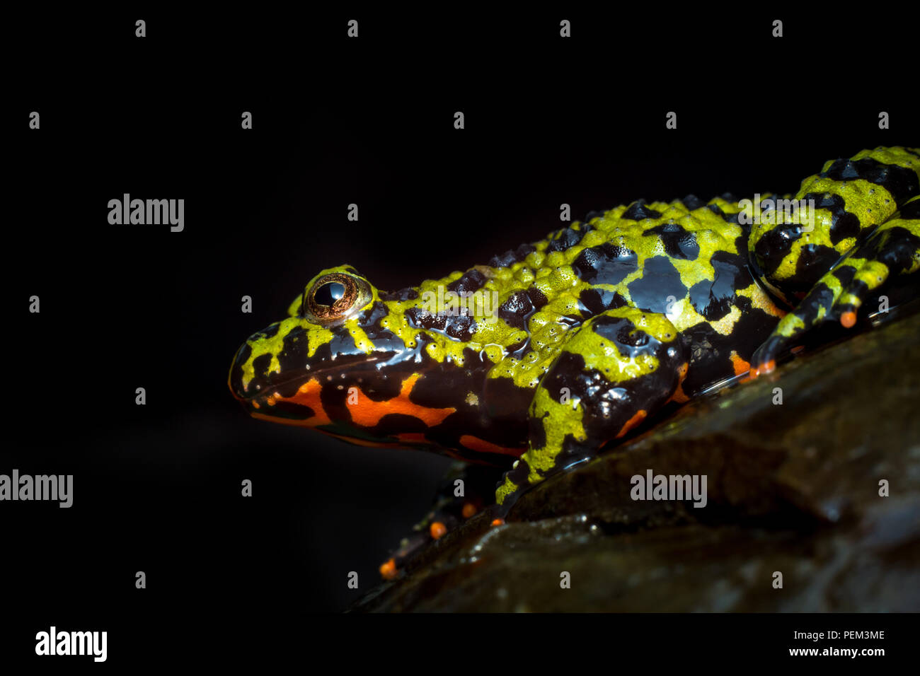 Colorful orange and green oriental fire belly toad in closeup macro ...