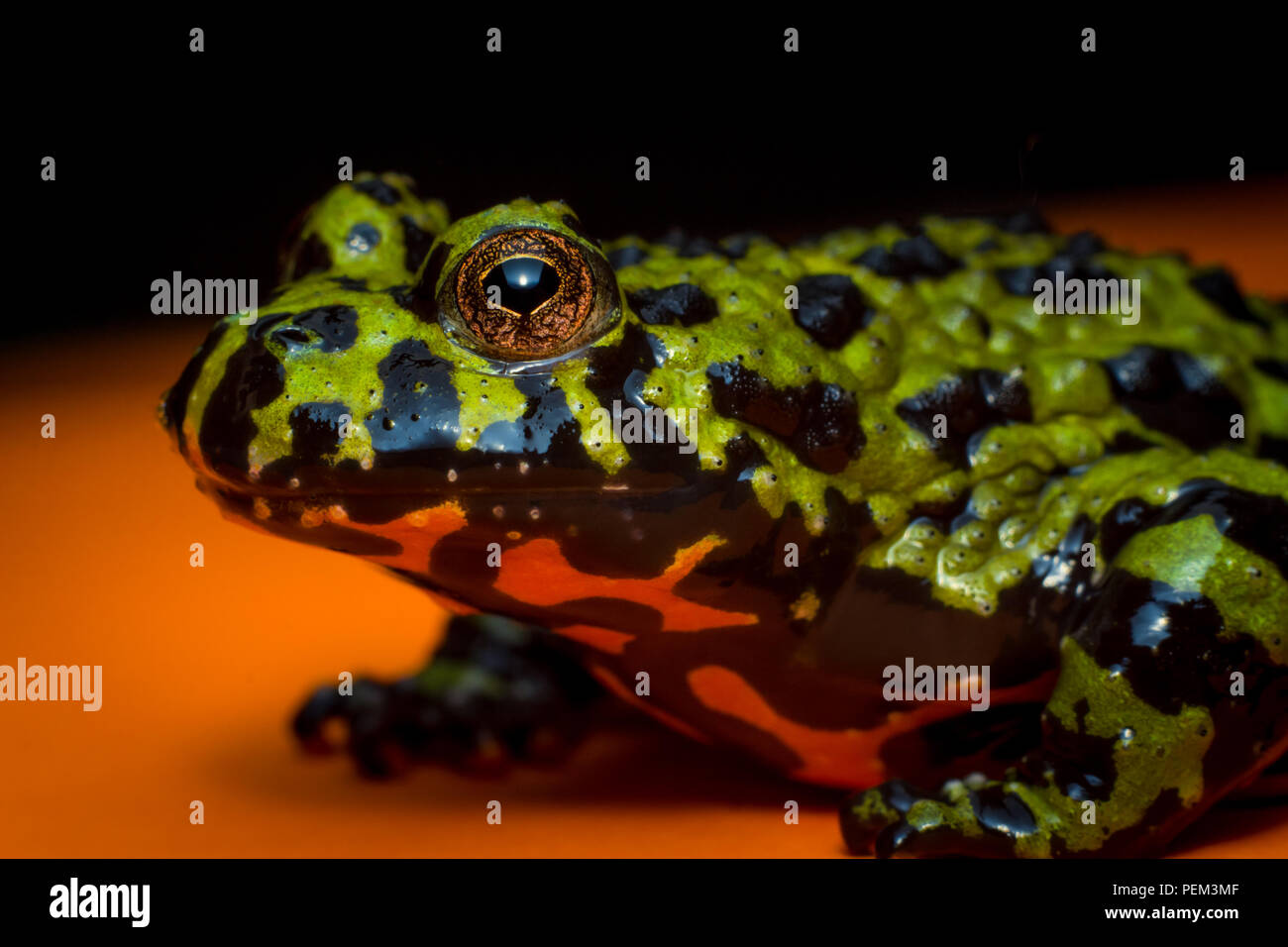 Colorful orange and green oriental fire belly toad in closeup macro ...