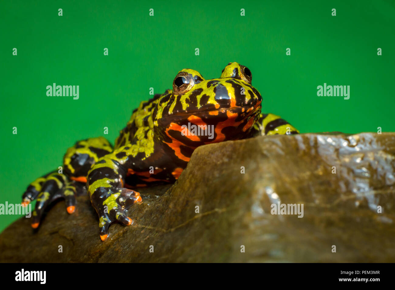 Oriental fire bellied toad hi-res stock photography and images - Alamy