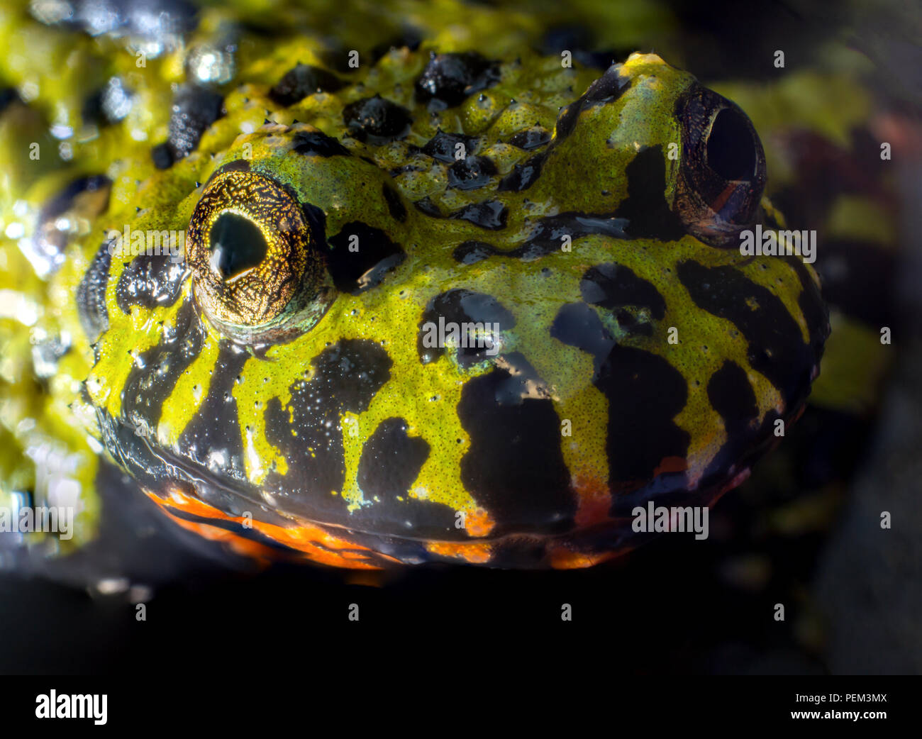 Colorful orange and green oriental fire belly toad in closeup macro ...