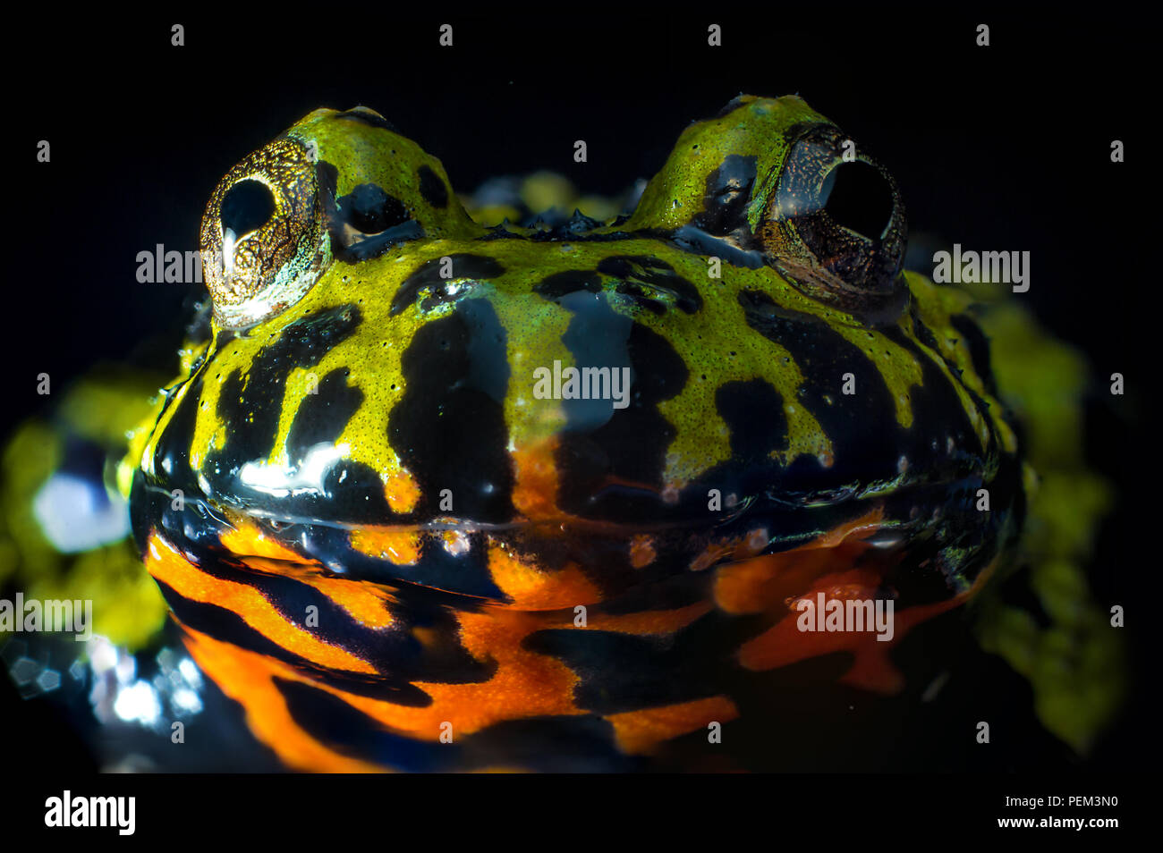 Colorful orange and green oriental fire belly toad in closeup macro ...
