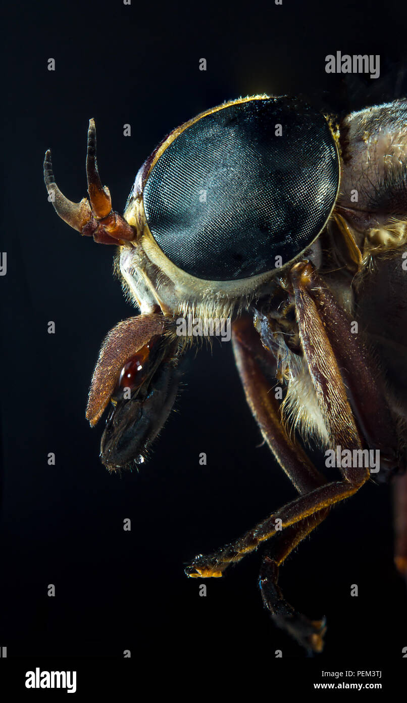 Entomology macro detailed closeup large blue horsefly eyes Stock Photo ...