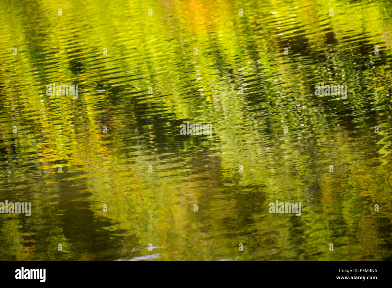 Beautiful reflection of evening sunlight on the Chichester Canal near ...