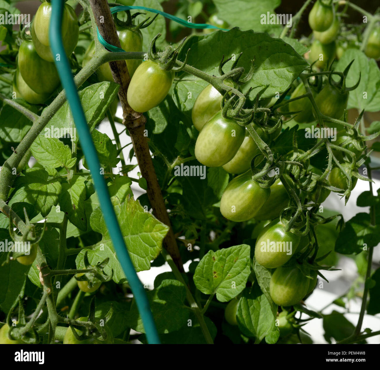 Pflaumen-Buschtomate, Romello, F1, Tomate, Lycopersicon, esculentum ...