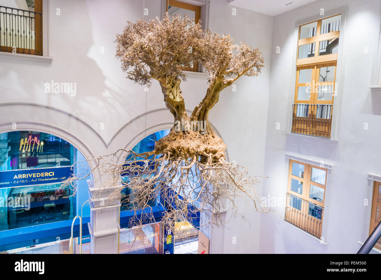 Beautiful Olive tree suspended in the air as art Stock Photo - Alamy