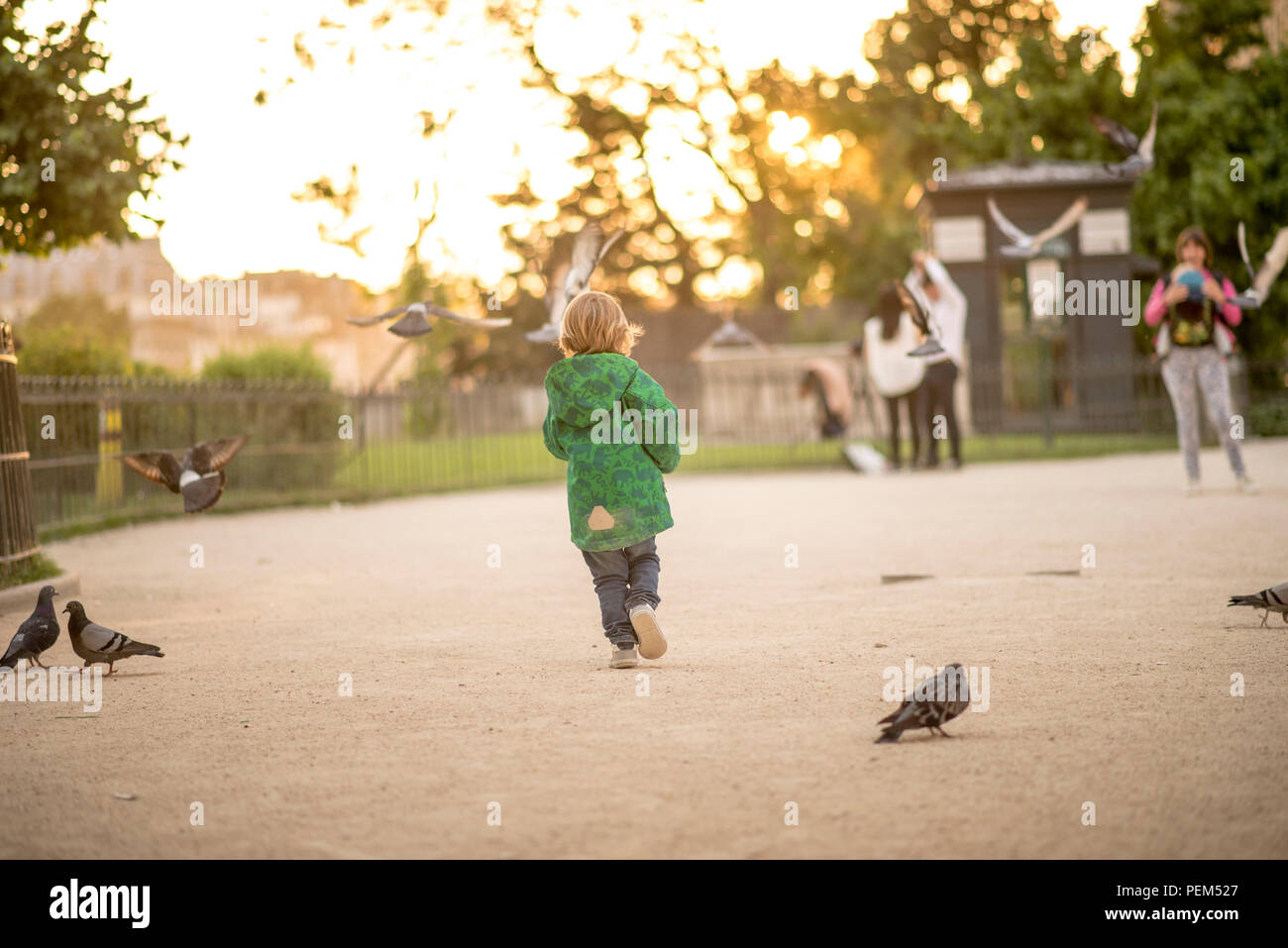 Rear View of Young Child Running Through Park and Scattering Pigeons ...