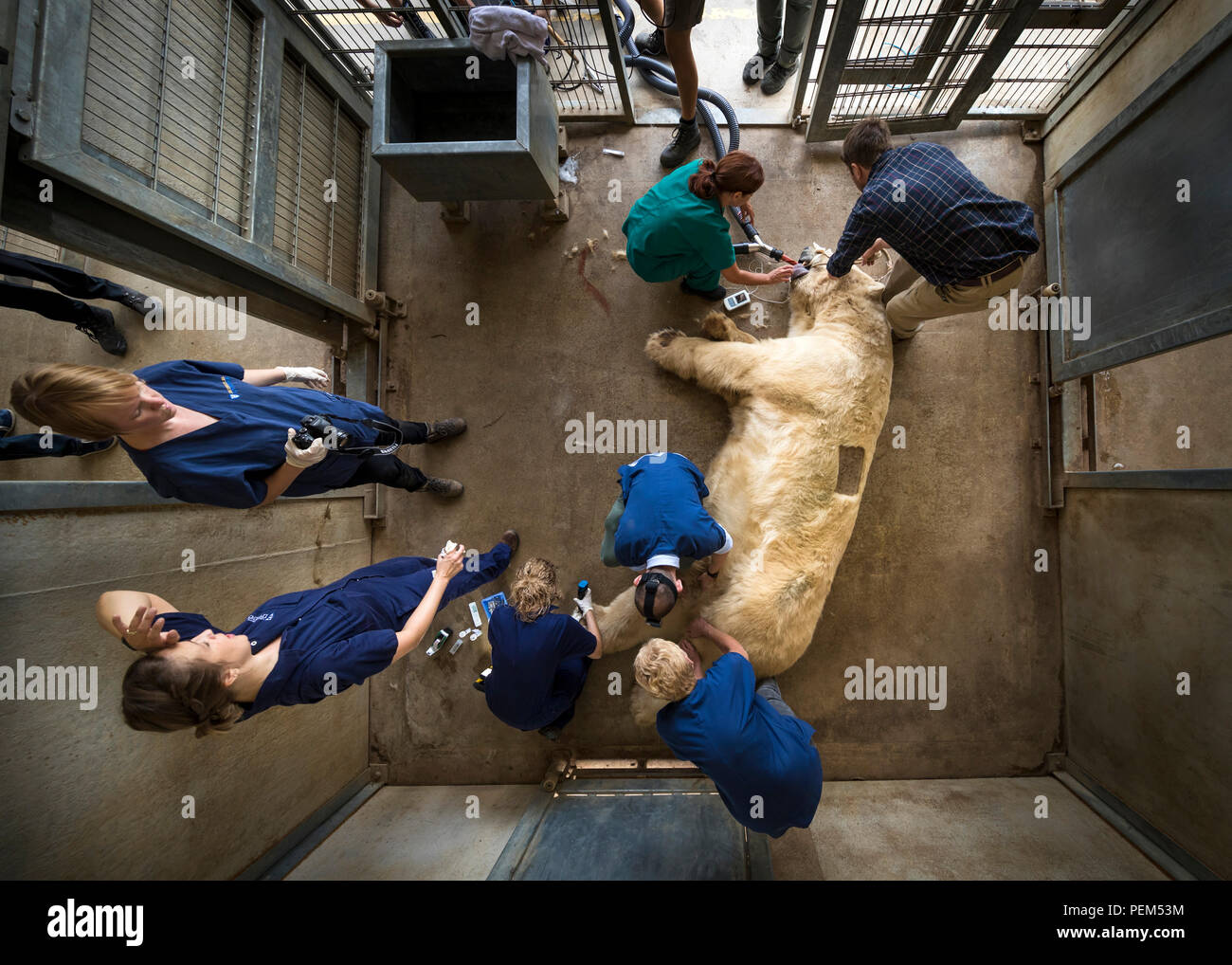 Victor, a 620 kg polar bear, is given an allergy test at the Yorkshire ...