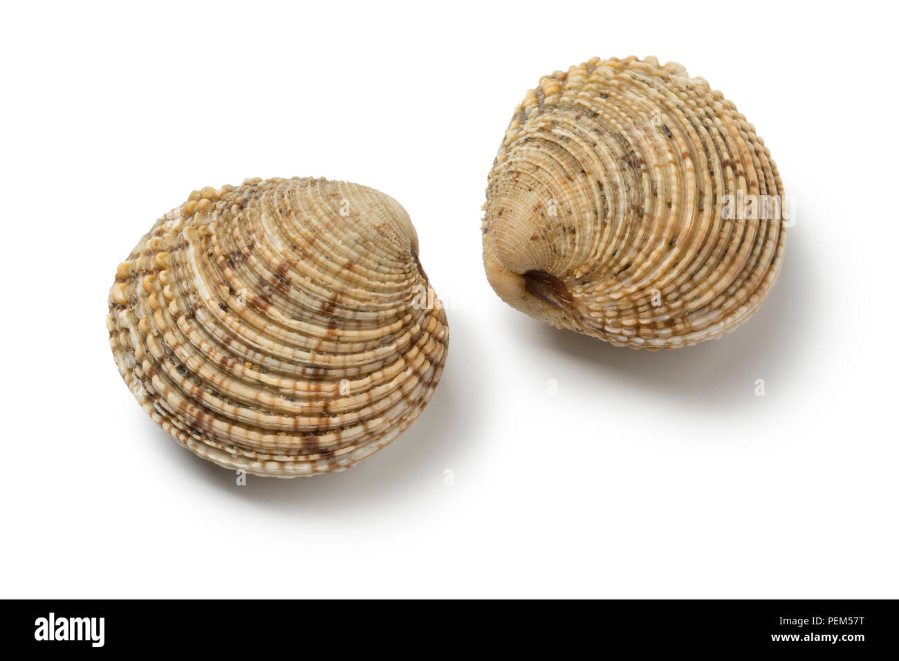 Pair of fresh raw warty venus clams isolated on white background Stock ...