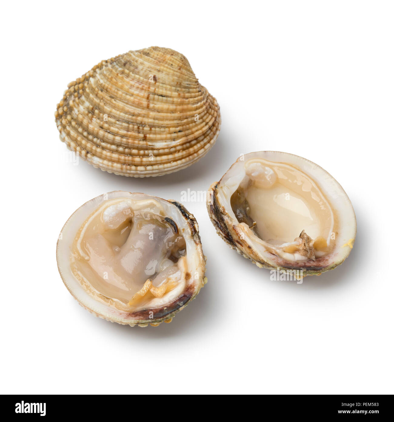 Open and closed fresh raw warty venus clam isolated on white background ...