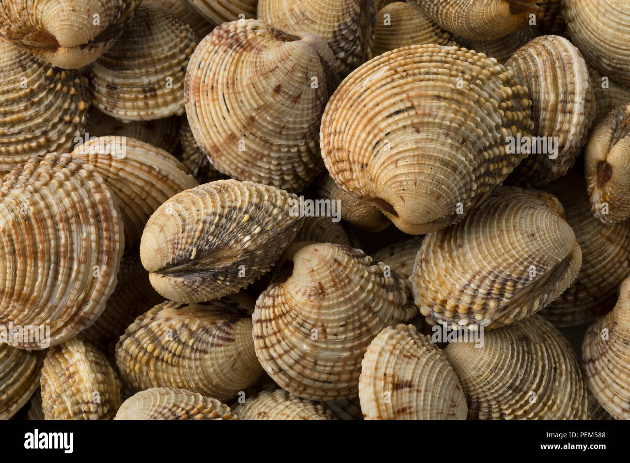 Warty hi-res stock photography and images - Alamy
