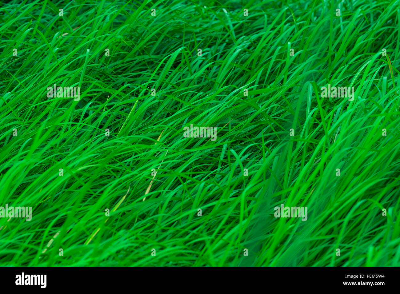 Green grass with long leaves. Natural green stalks grass texture ...