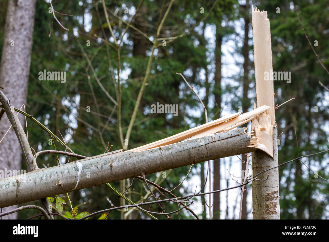 Snapped tree sapling hi-res stock photography and images - Alamy