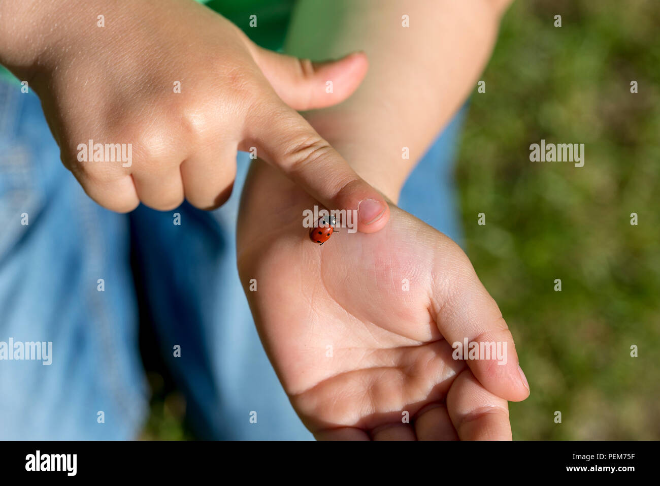 Young child fascinated by a ladybird walking across the palm of its ...