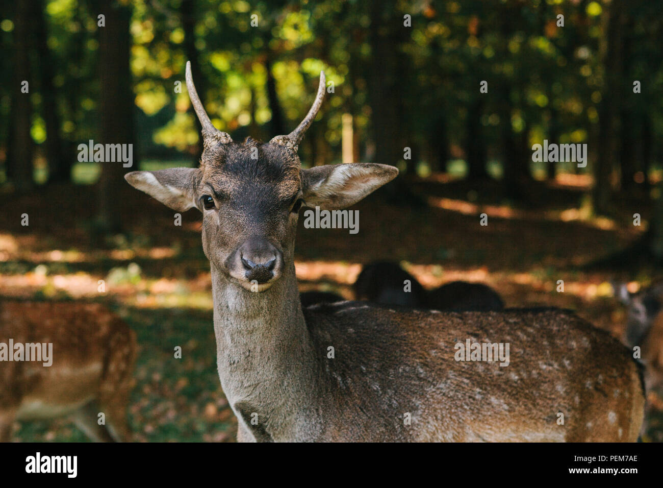 The wild deer looks at the camera. A beautiful animal in a natural ...