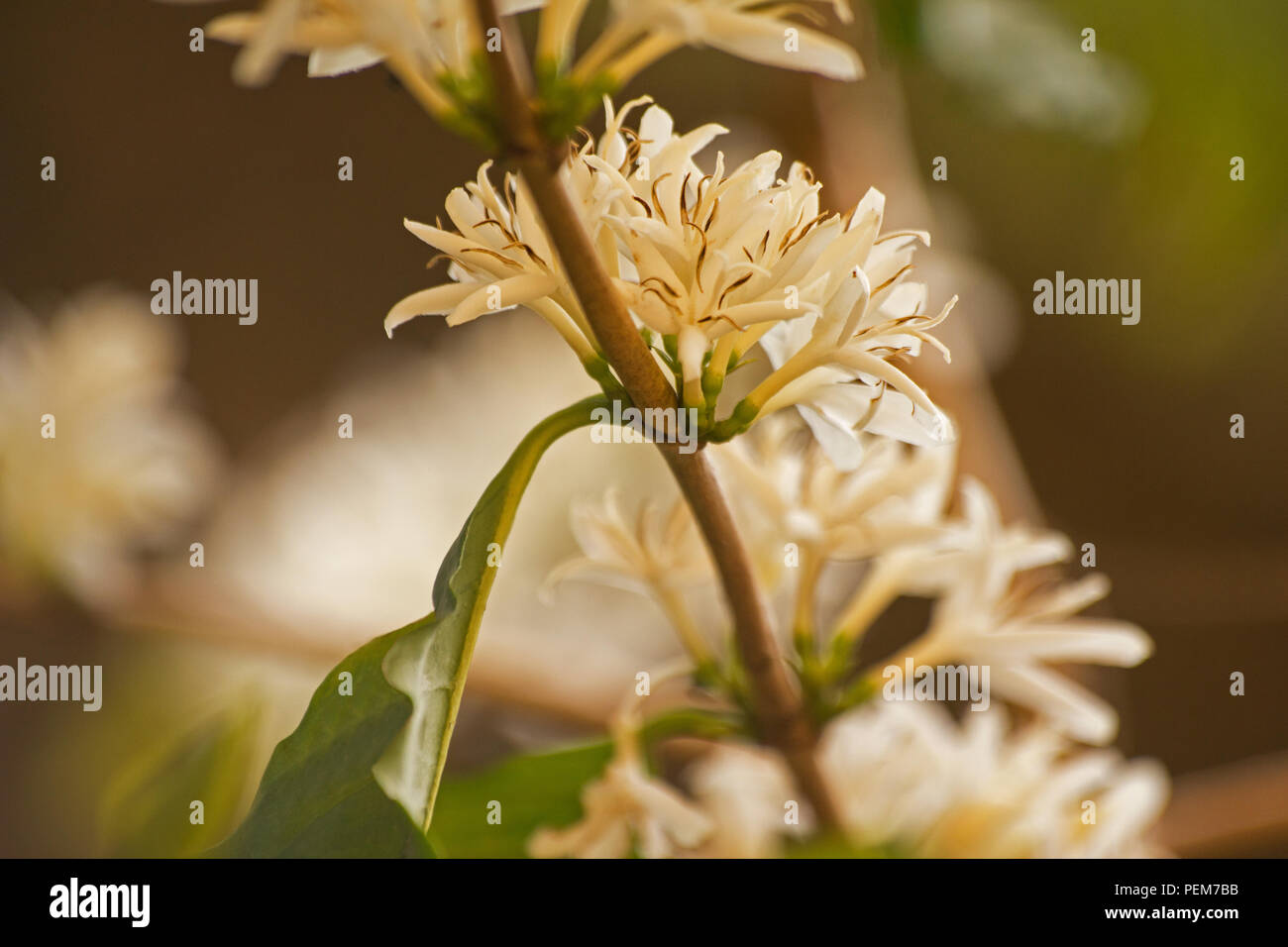 Coffea Arabica plant in flower Stock Photo - Alamy